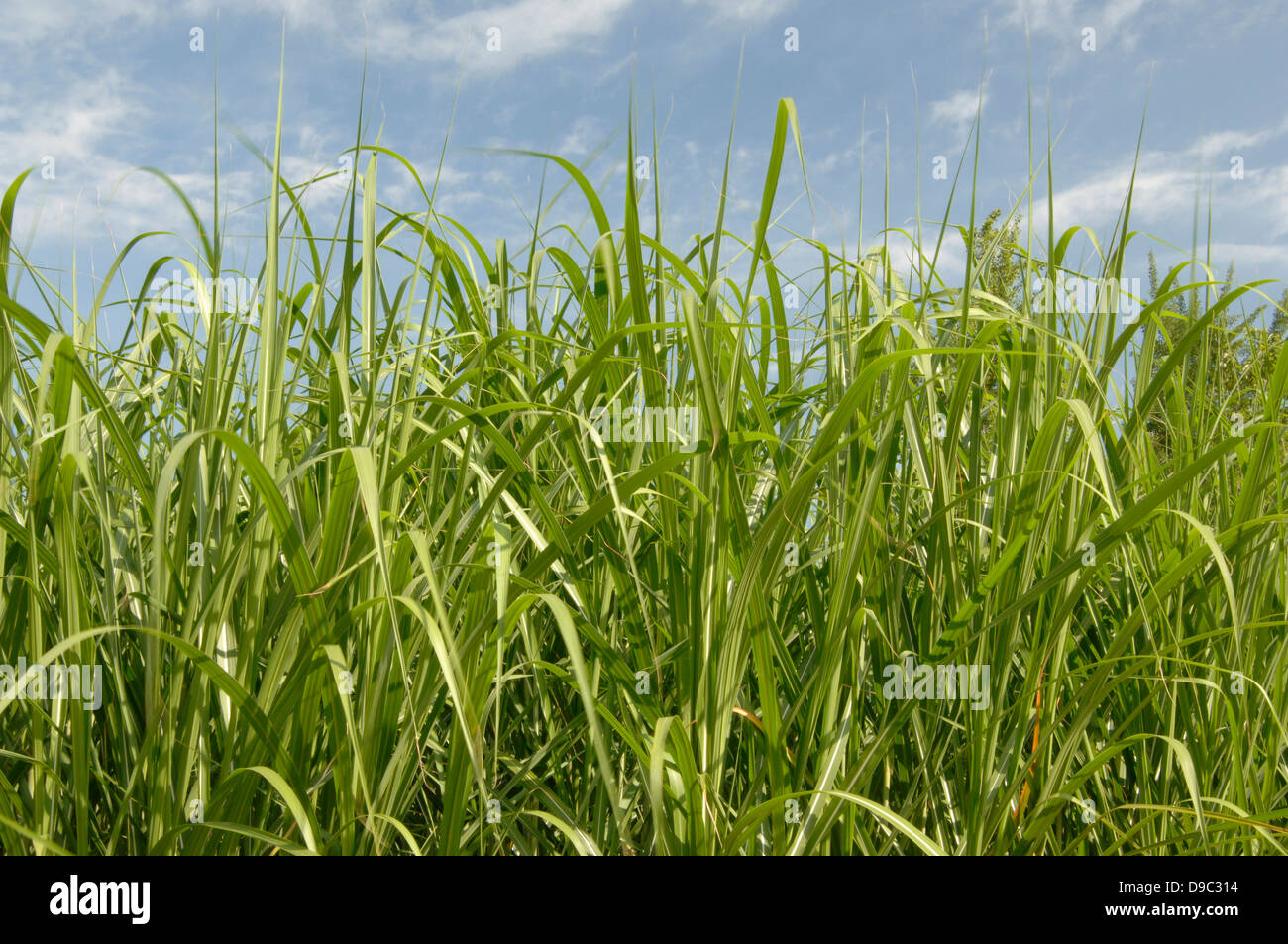 Miscanthus croissant dans le jardin des Plantes d'alimentation à l ...