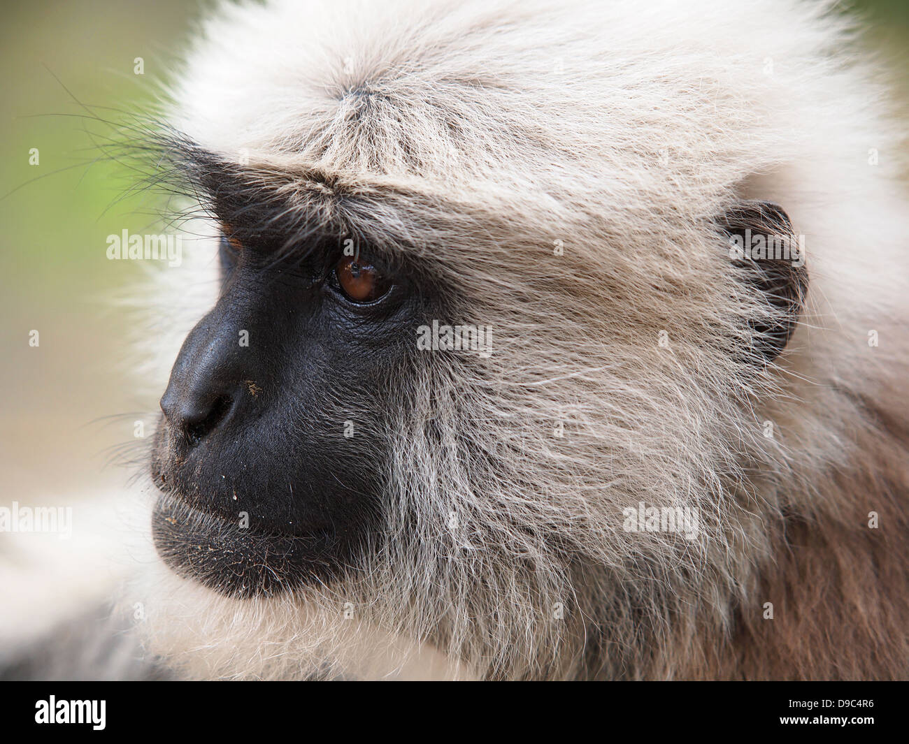Singe visage blanc Banque de photographies et d’images à haute ...