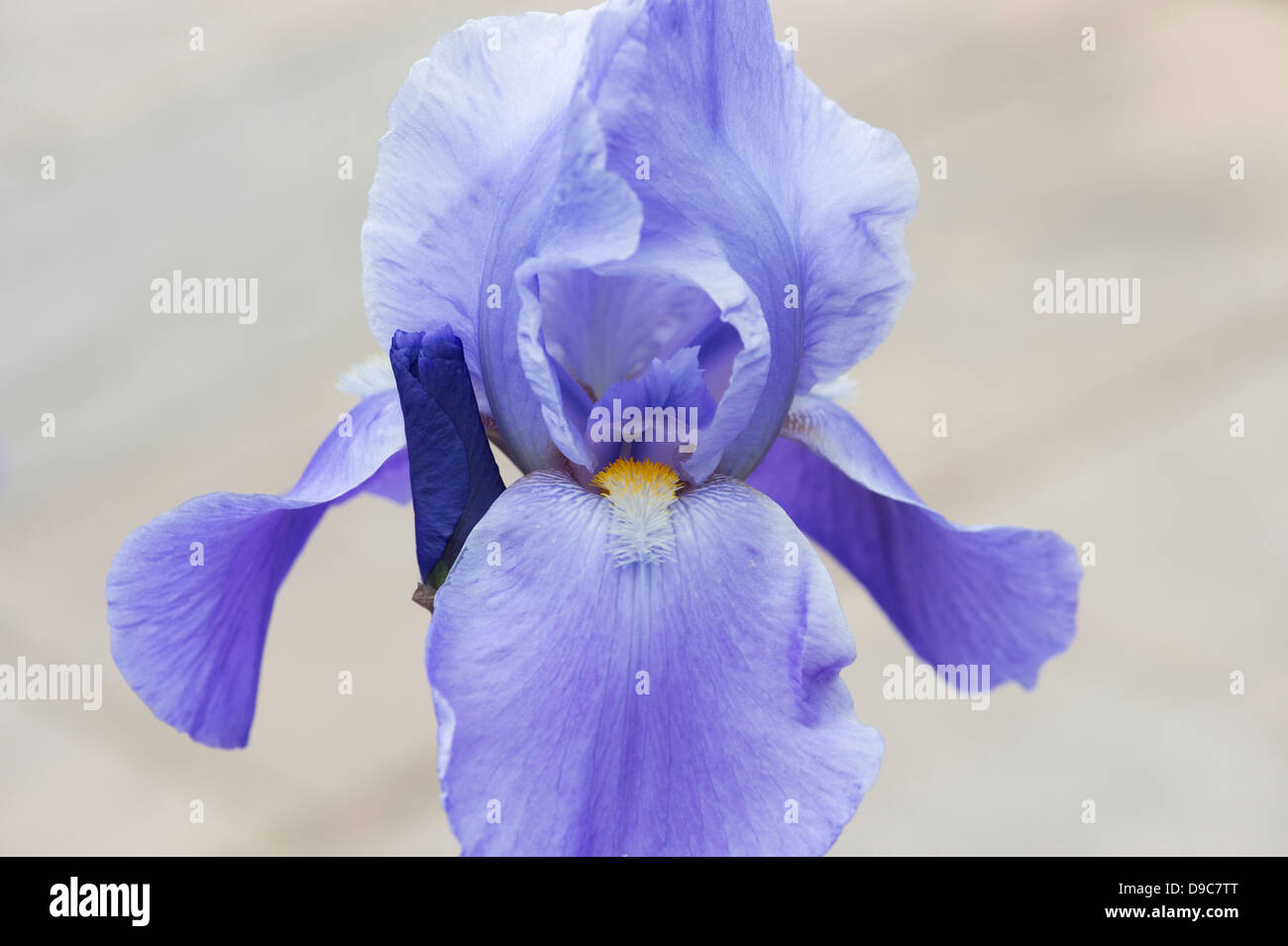 Iris blue rhythm Banque de photographies et d’images à haute résolution ...