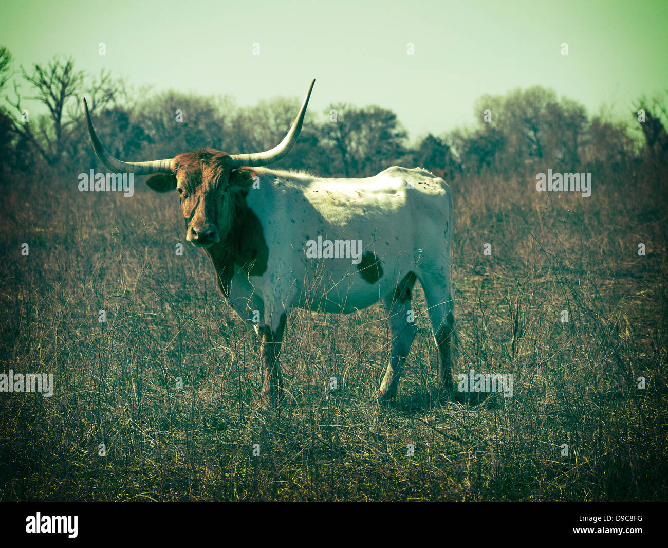 Vache texas Banque de photographies et d’images à haute résolution - Alamy