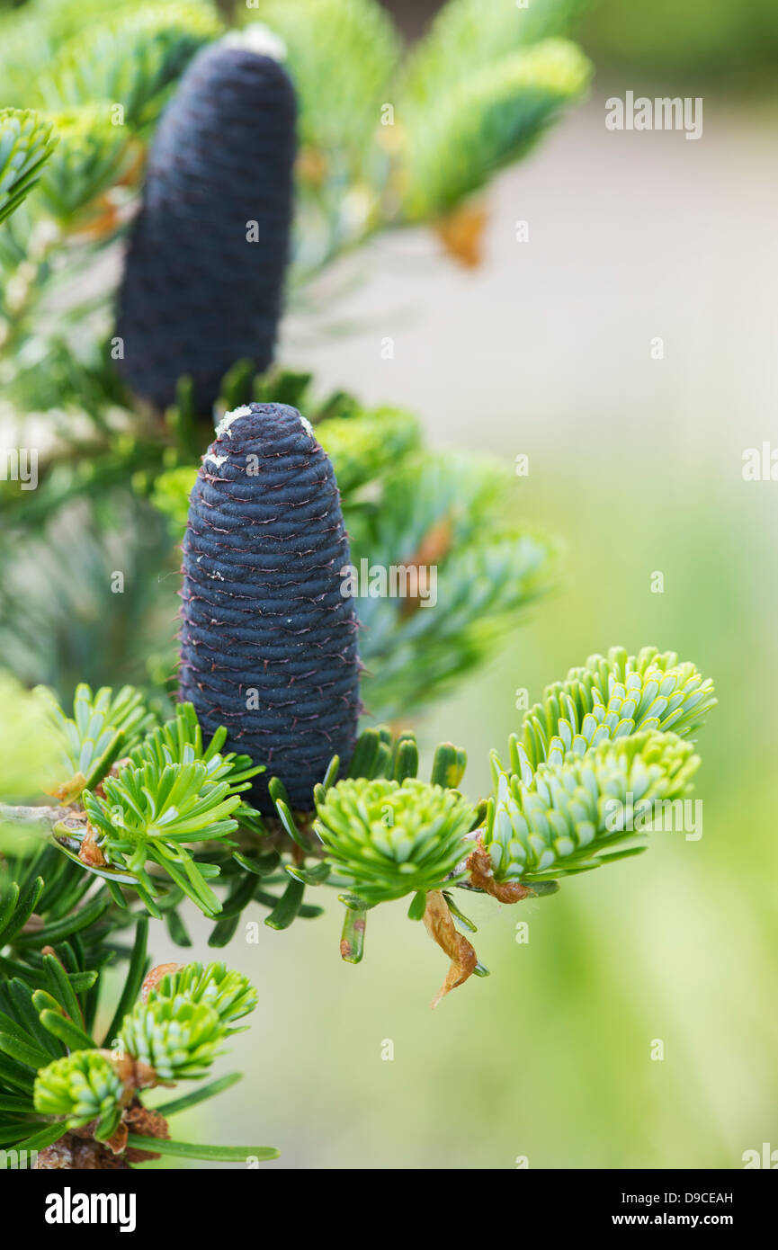 Korean fir abies koreana Banque de photographies et d’images à haute ...