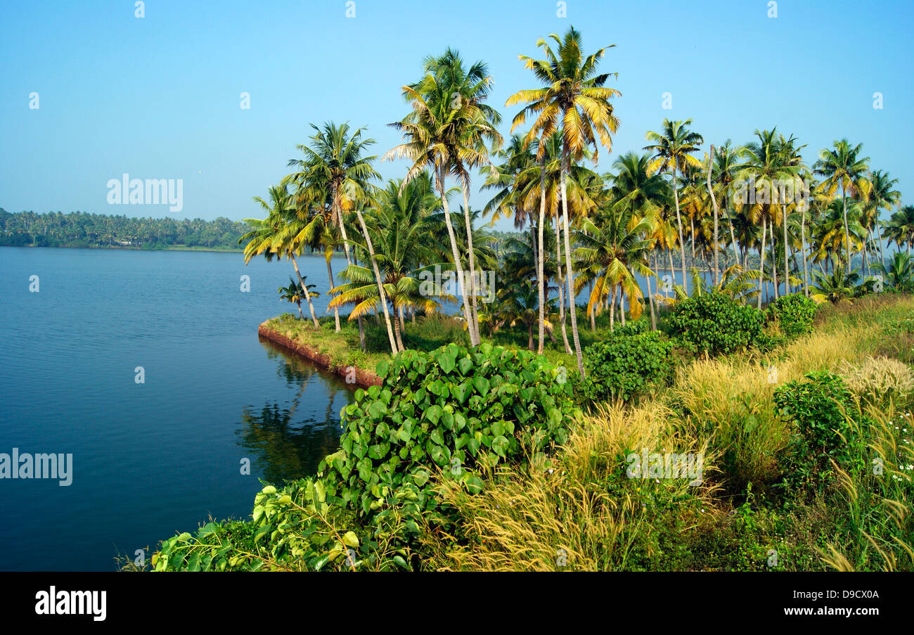 Colorful Backwaters du Kerala et Cocotier au Kerala Inde vue Paysage ...