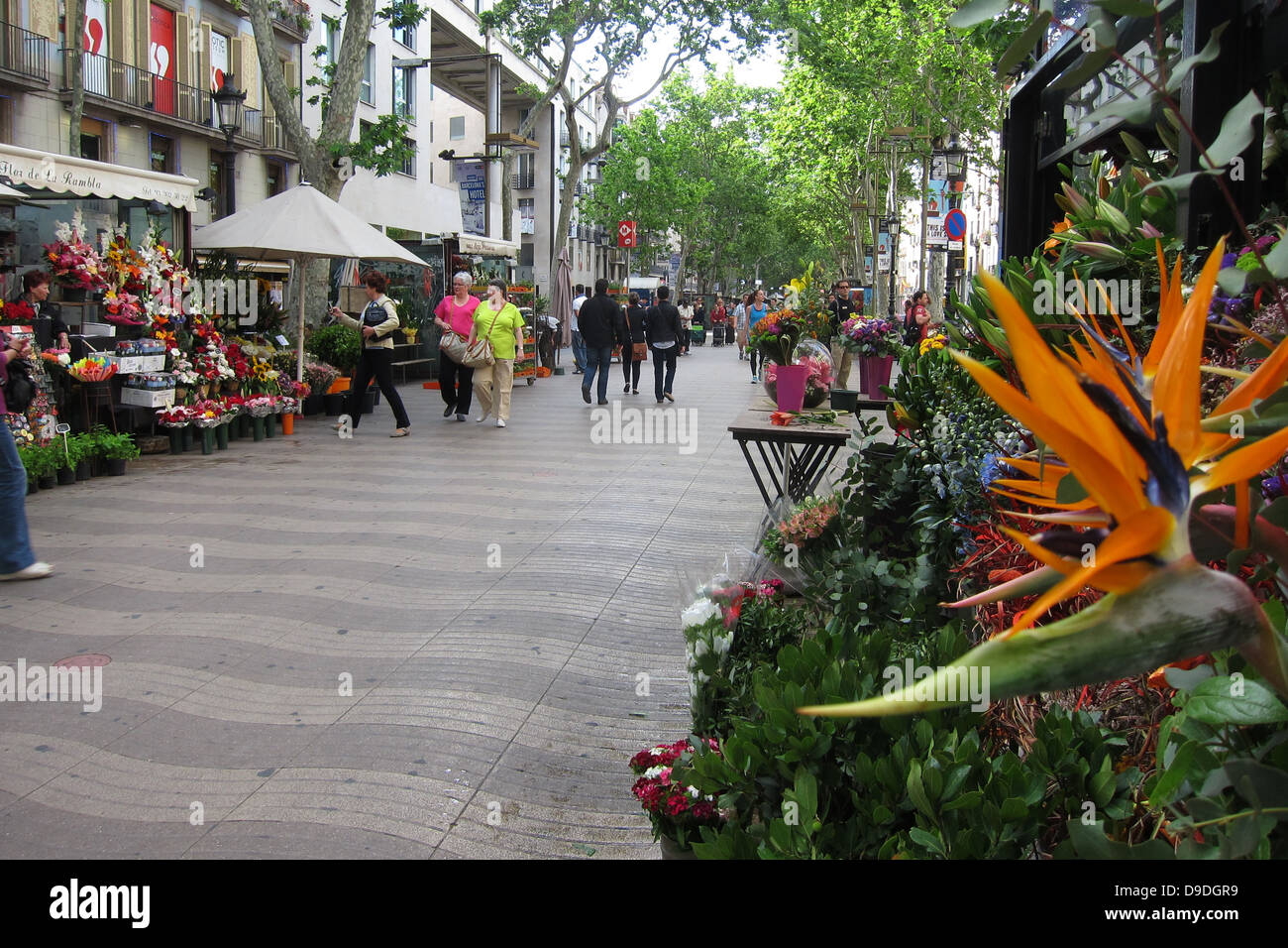 La ramblas barcelona Banque de photographies et d’images à haute résolution - Alamy