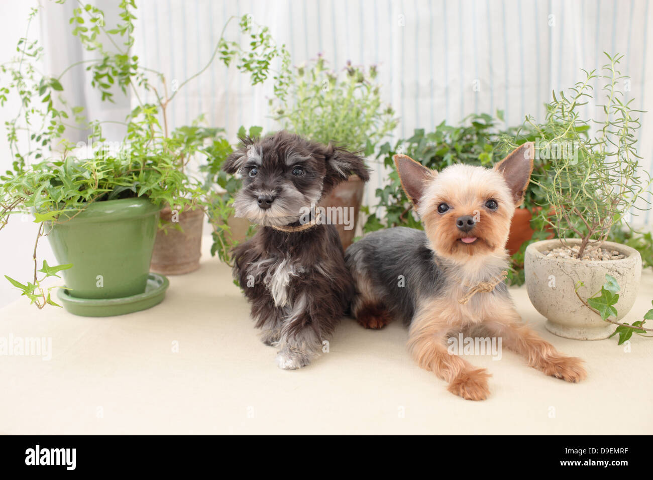 Schnauzer terrier Banque de photographies et d’images à haute ...