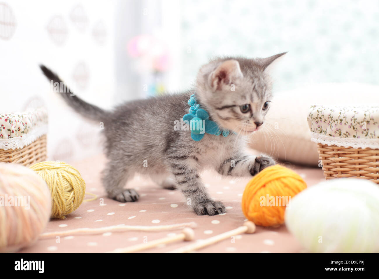 Chat de race mixte Banque de photographies et d’images à haute ...