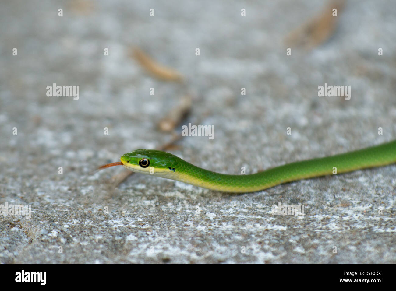 Couleuvre verte rugueuse Banque de photographies et d’images à haute ...