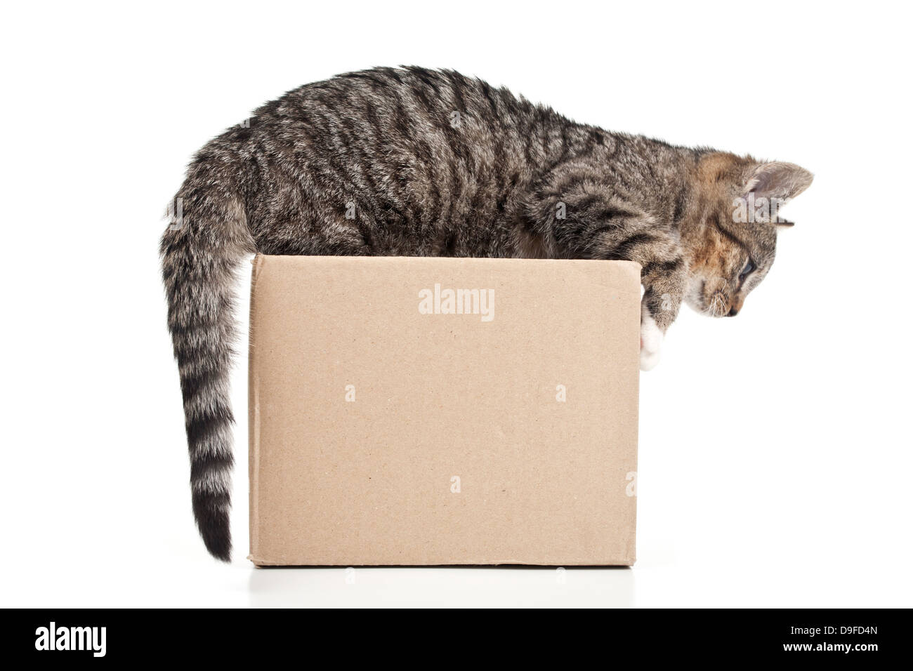 Jeune chat dans un carton Banque de photographies et d’images à haute ...