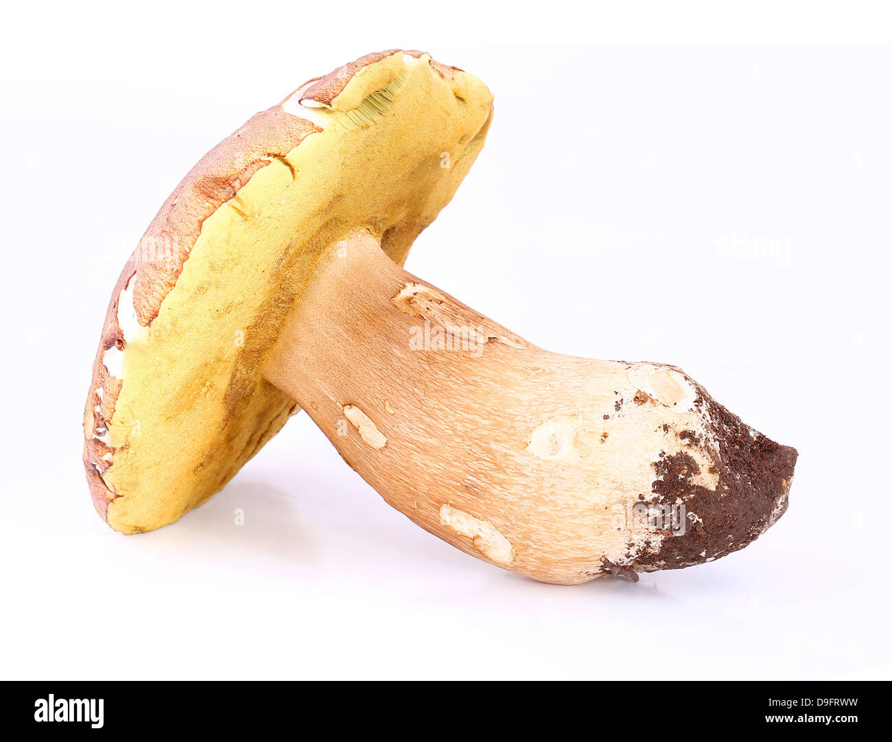 Boletus edulis aux champignons porcini Banque d'images détourées - Alamy