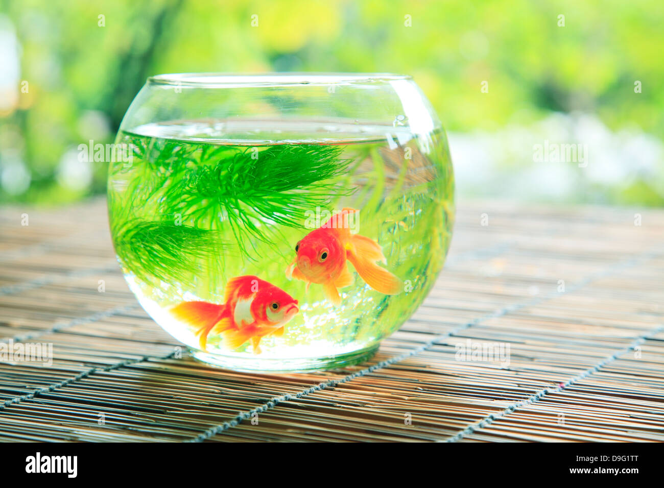 Deux poissons rouges dans un bol en verre Banque de photographies et d ...