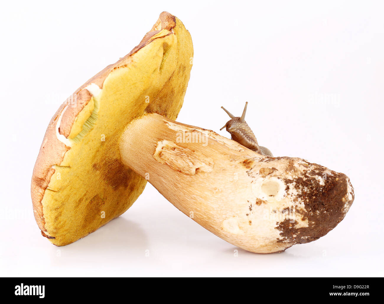 Champignon manger de l'escargot Banque de photographies et d’images à ...