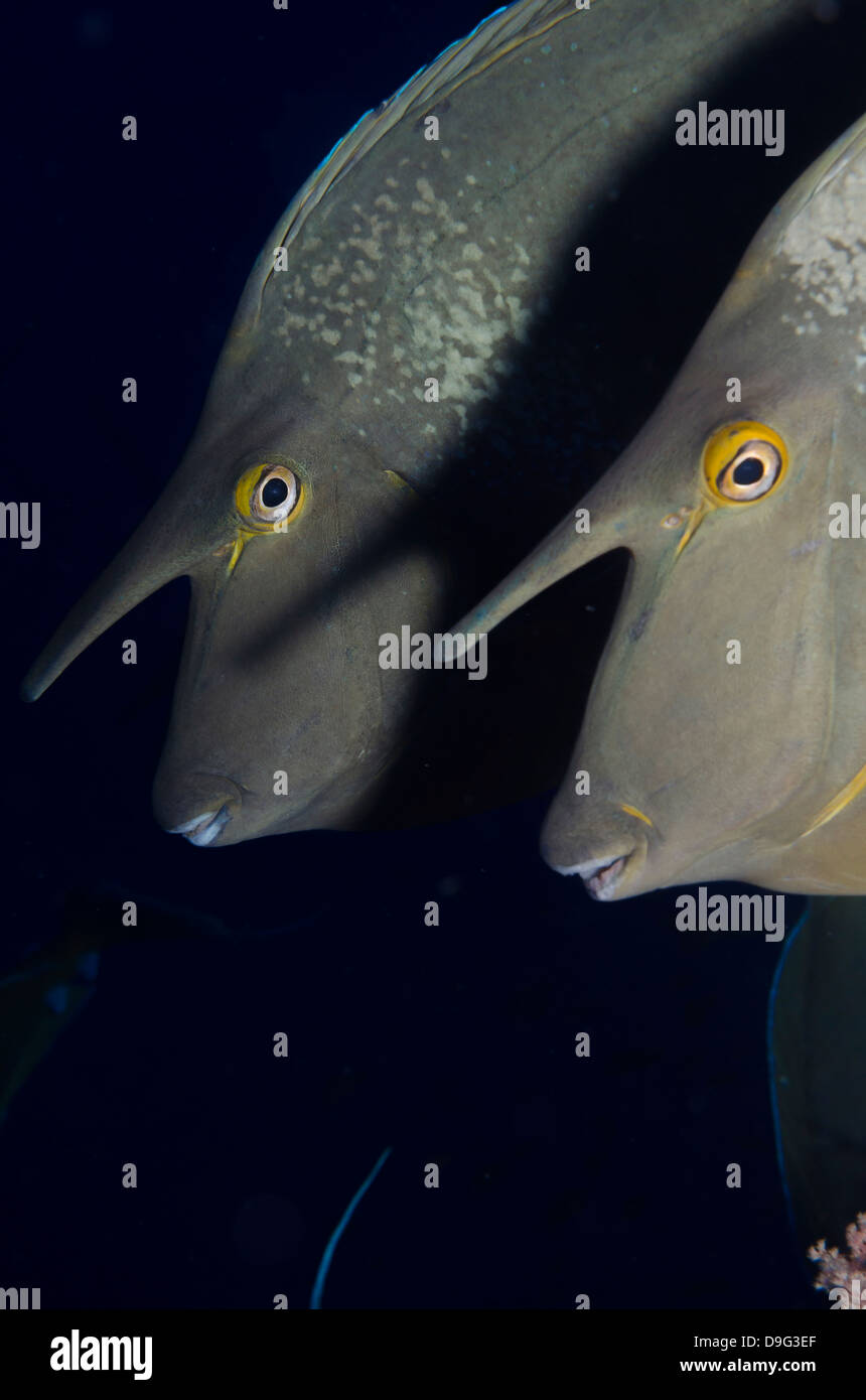 Poisson Licorne Banque d'image et photos - Alamy