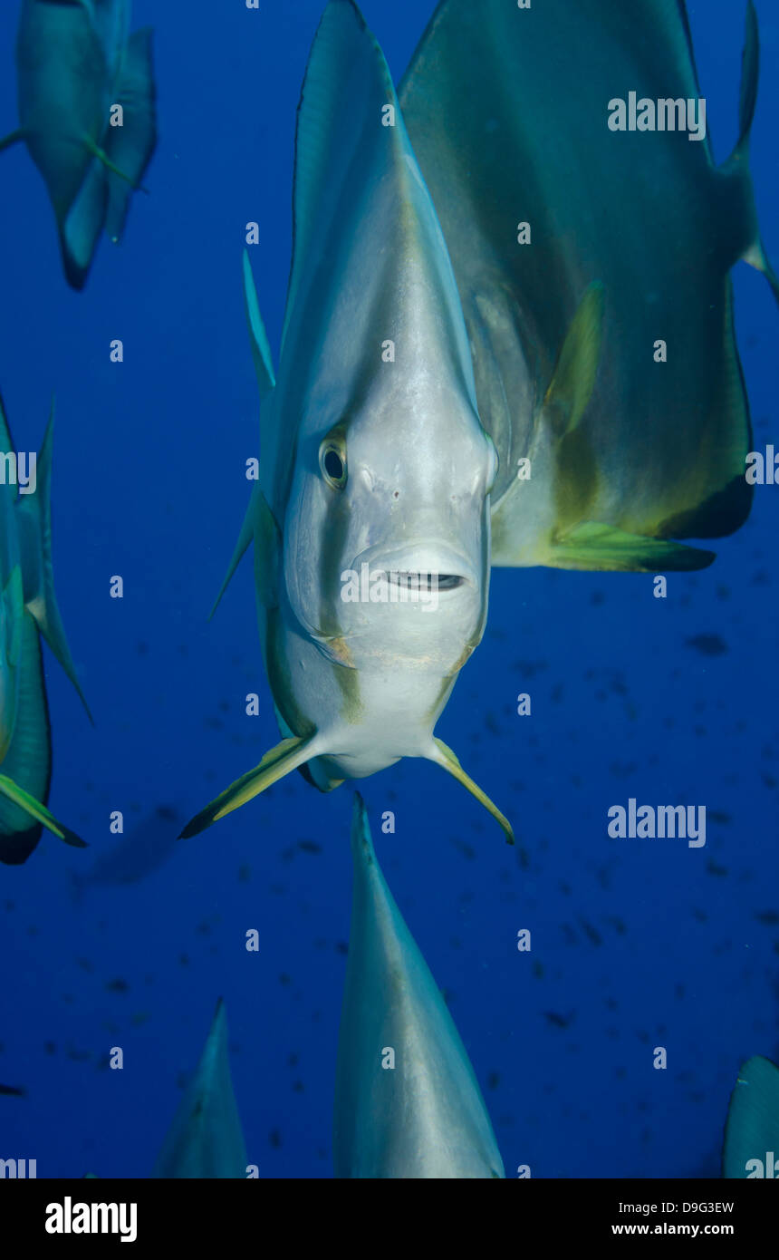 (Platax orbicularis Orbicular batfish) close-up, parc national Ras ...