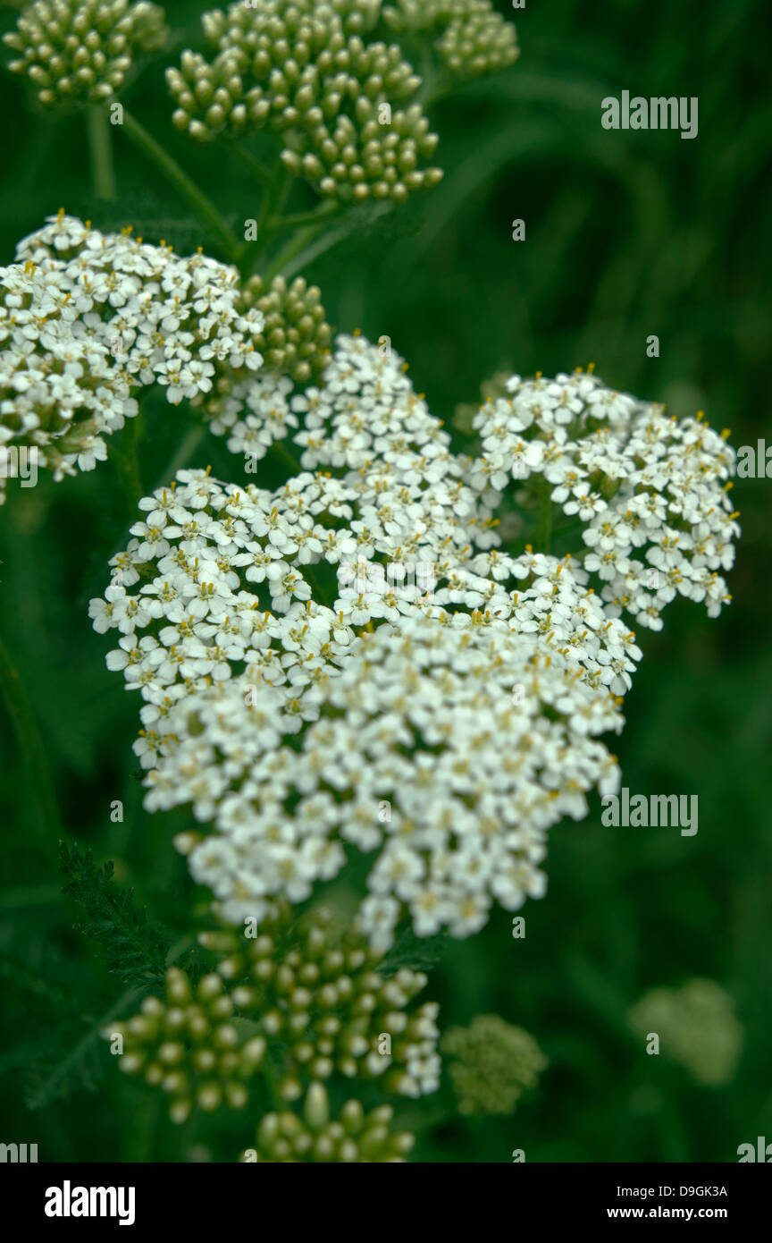Heracleum sphondylium Banque de photographies et d’images à haute ...