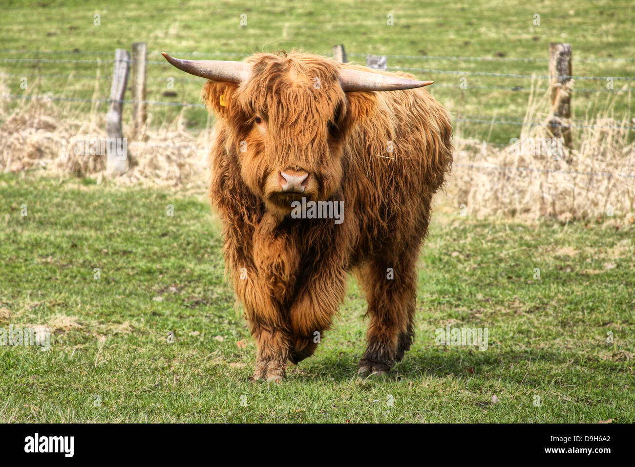 Galloway cow Banque de photographies et d’images à haute résolution - Alamy