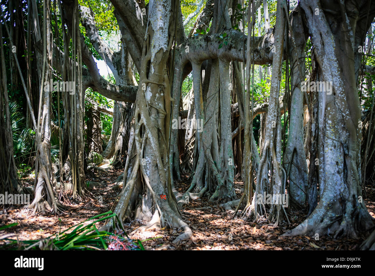 Arbres de banian géant Banque de photographies et d’images à haute ...