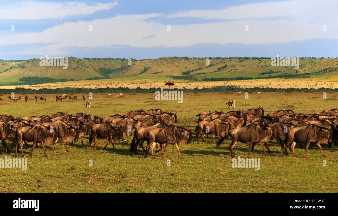 Lion hunting wildebeest Banque de photographies et d’images à haute résolution - Alamy