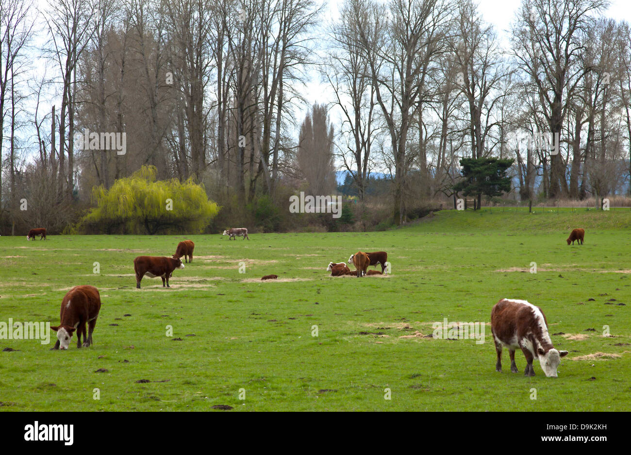 Vaches dans les alpages Banque de photographies et d’images à haute ...