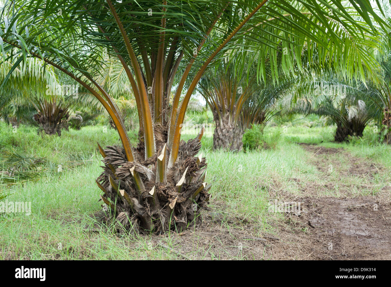 Oil palm plantation Banque de photographies et d’images à haute ...