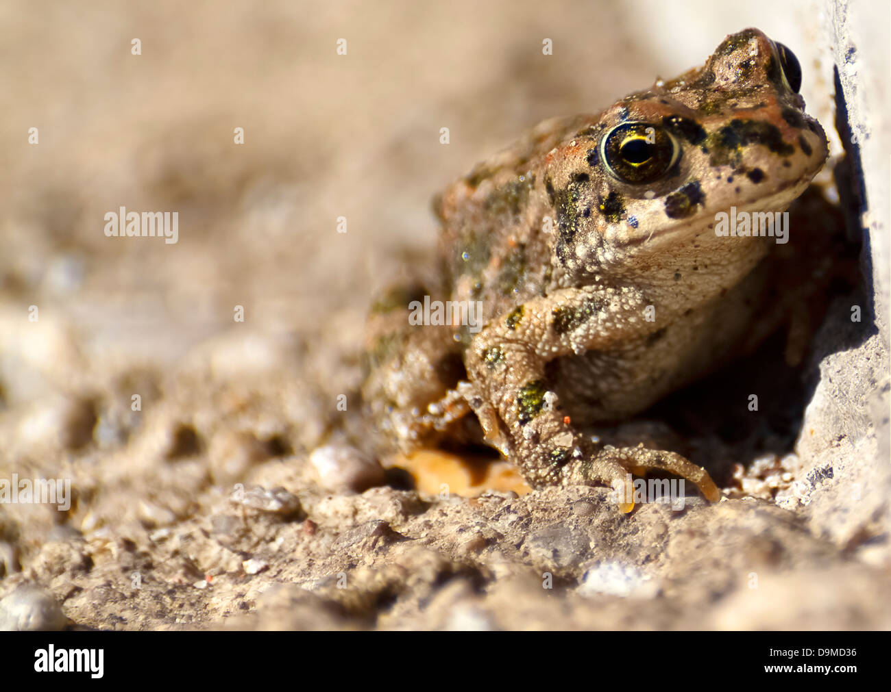 Gros plan grenouille Banque de photographies et d’images à haute ...