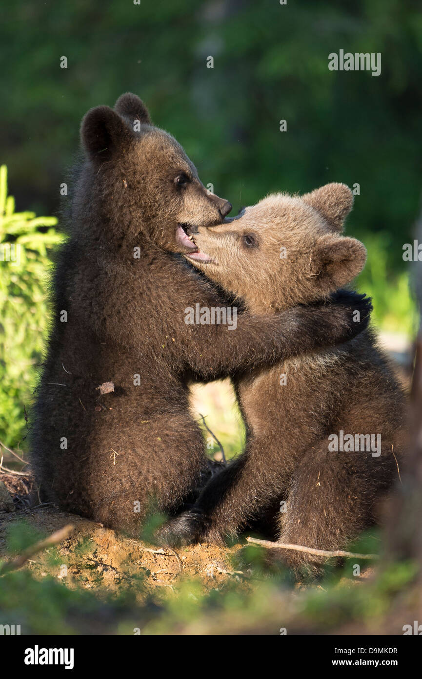 Ours brun ours brun que voyez vous Banque de photographies et d’images ...
