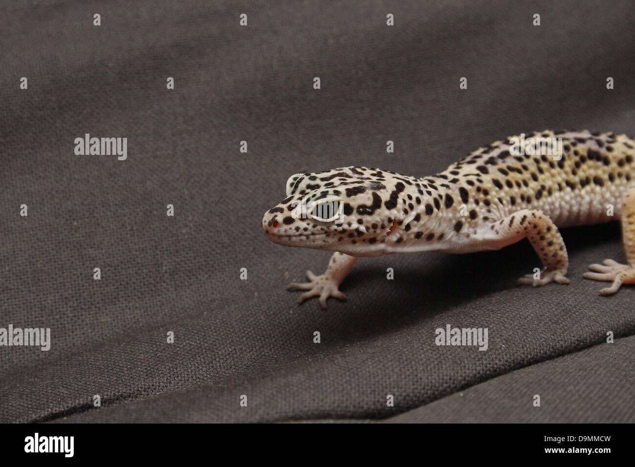 Leopard gecko eublepharis macularius Banque de photographies et d ...