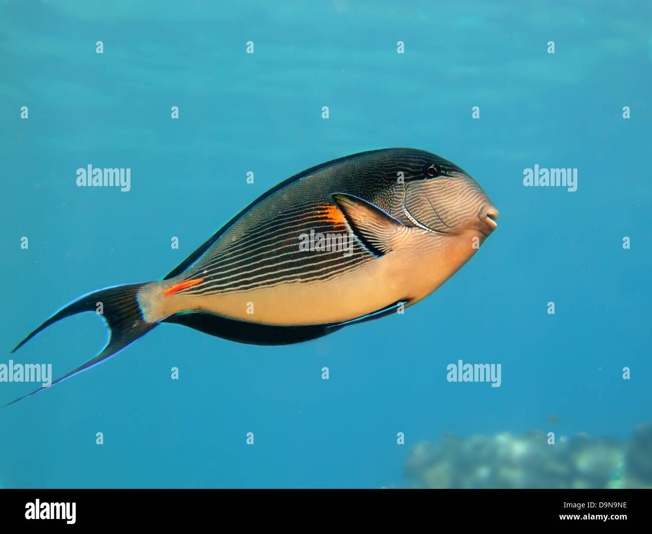Poissons chirurgiens des mers rouges Banque de photographies et d ...