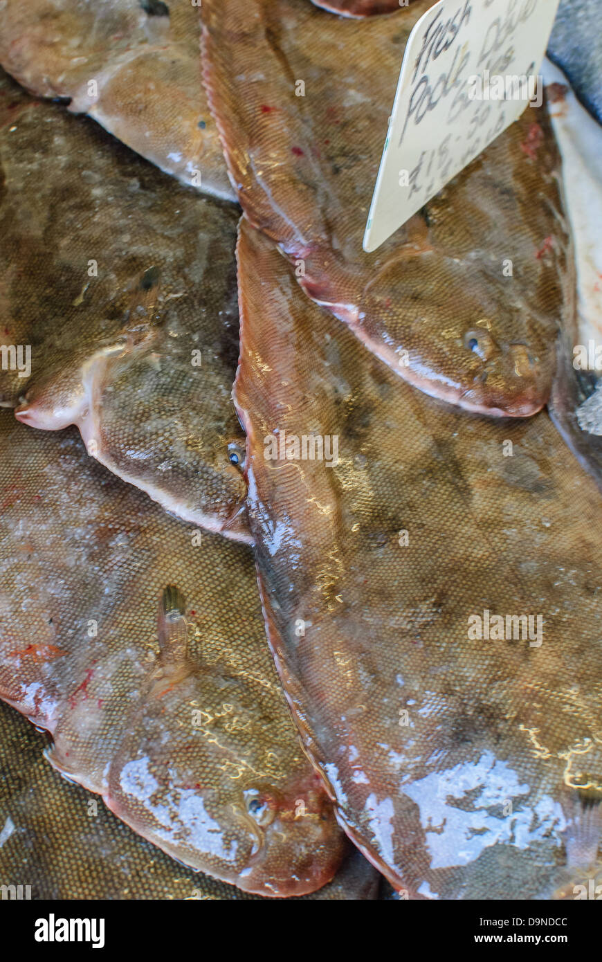 Sole Poisson Banque d'image et photos - Alamy