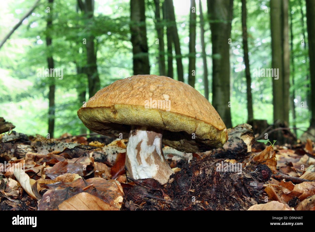 Giant boletus mushroom boletus edulis Banque de photographies et d’images à haute résolution - Alamy