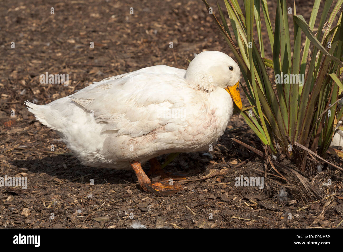Un canard blanc sauvage dans son habitat naturel Photo Stock - Alamy