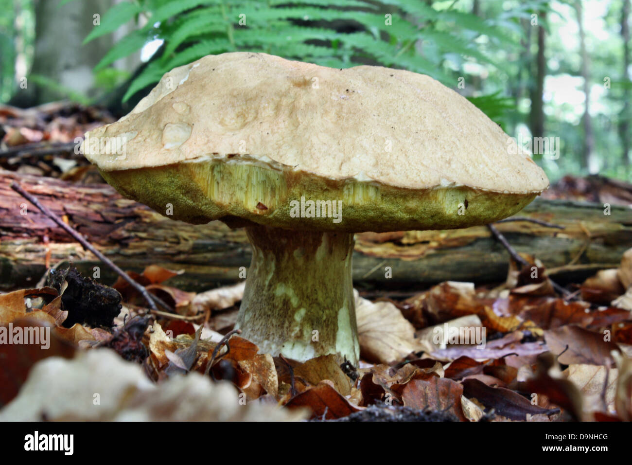 Giant boletus mushroom boletus edulis Banque de photographies et d ...