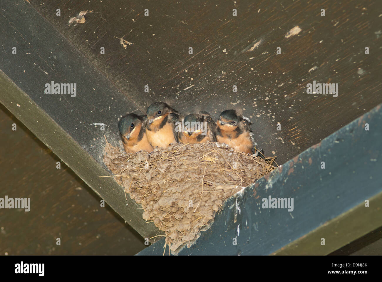 Lemoine point Banque de photographies et d’images à haute résolution ...