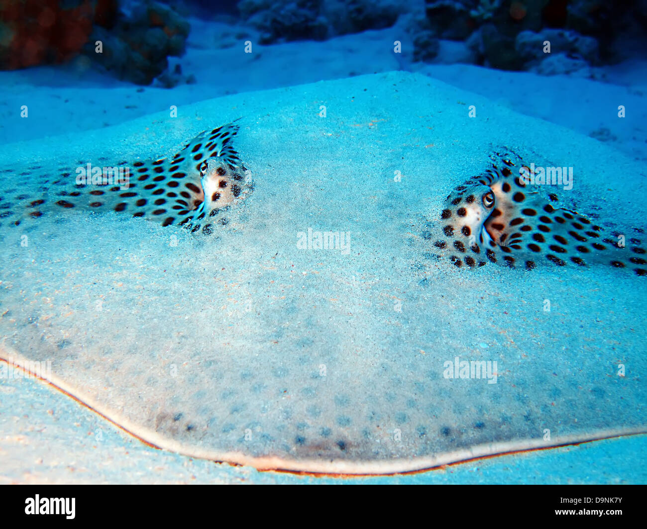 Leopard fish Banque de photographies et d’images à haute résolution - Alamy