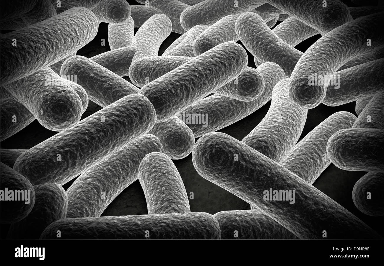 Vue microscopique des bacilles de bactéries Photo Stock - Alamy