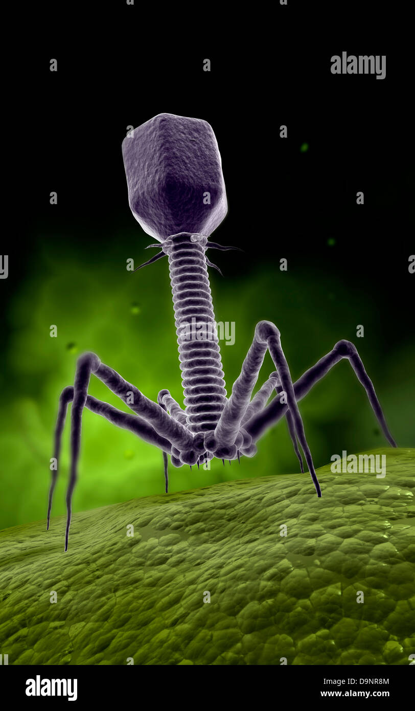 Bacteriophage T4 Photos & Bacteriophage T4 Images - Alamy