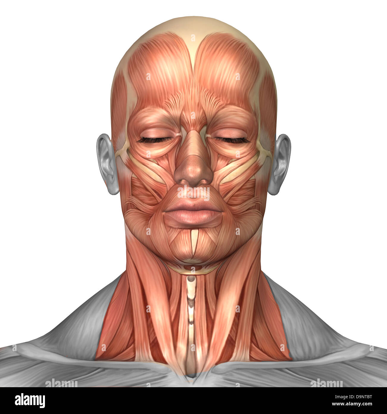 Anatomie du visage humain et des muscles du cou, vue de face Photo ...