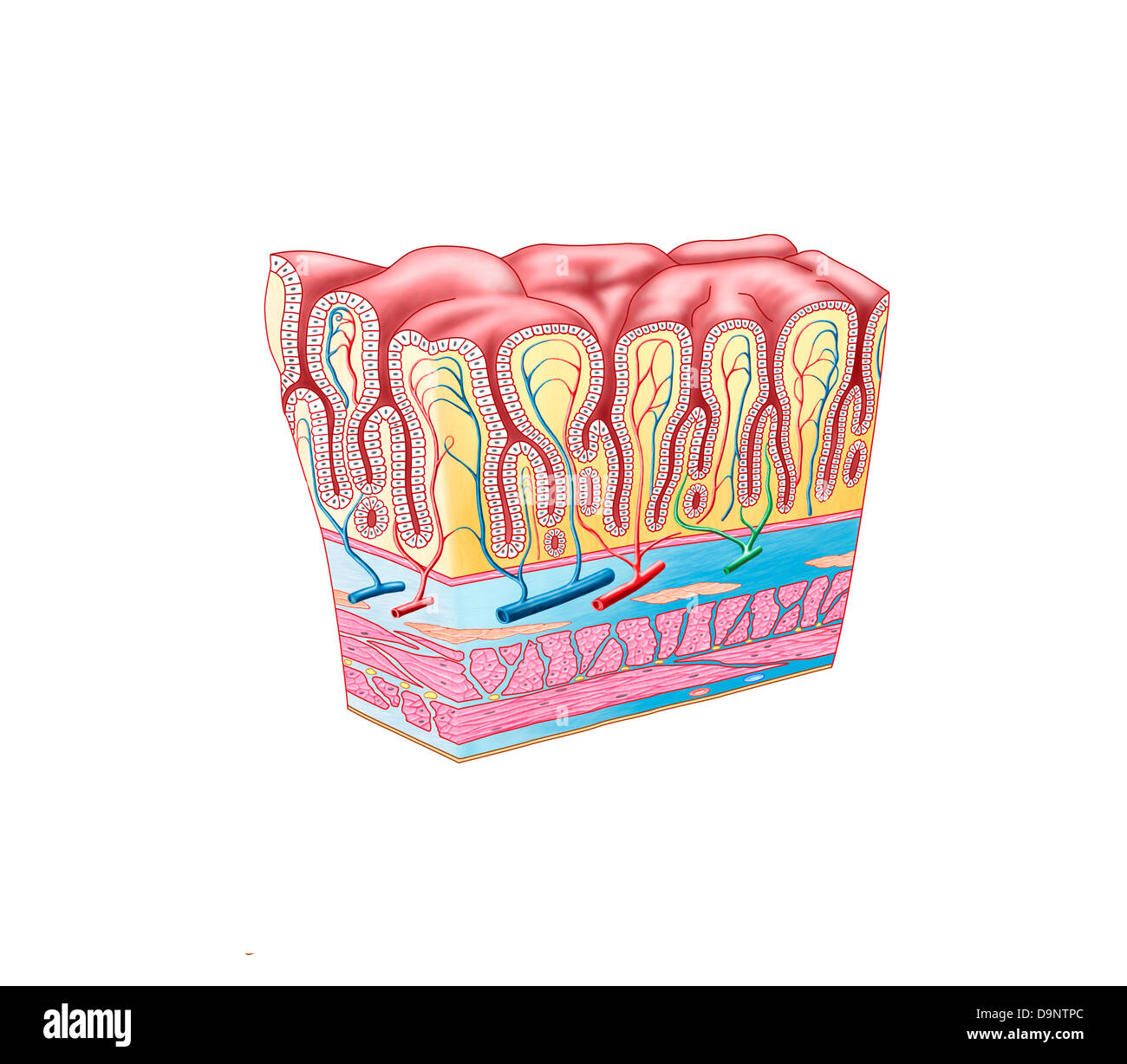 Musculeuse muqueuse Banque d'images détourées - Alamy