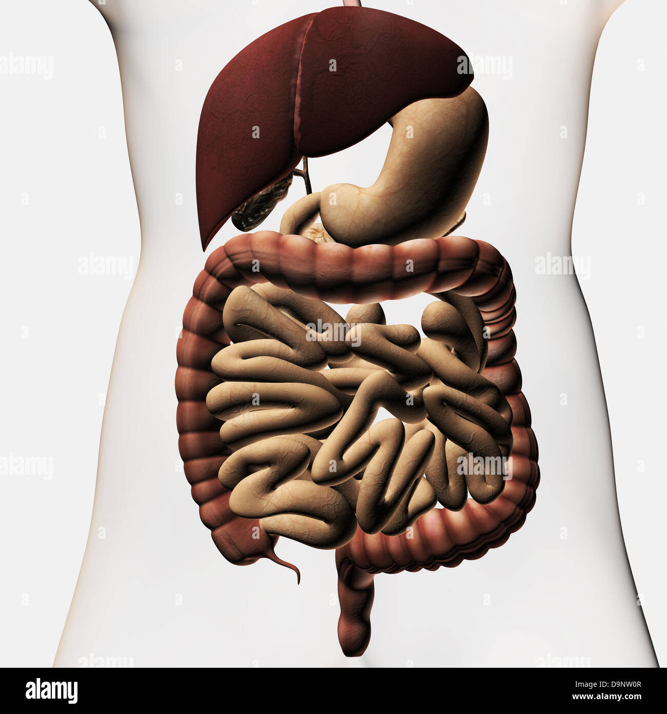 Illustration Female Large Intestine Anatomy Banque d'image et photos ...