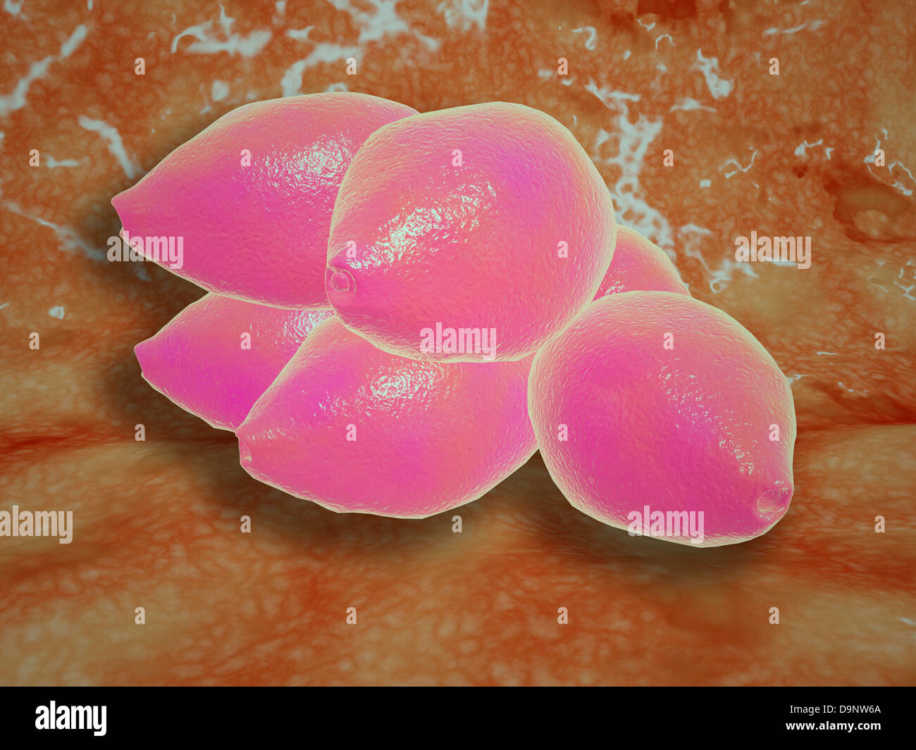 Grains de pollen Banque de photographies et d’images à haute résolution ...