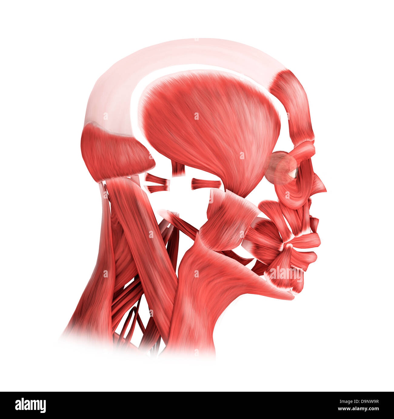 Illustration médicale des muscles faciaux, vue de côté Photo Stock - Alamy