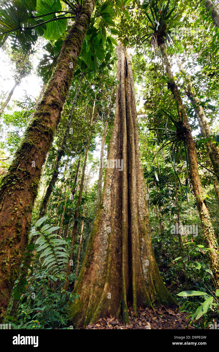 Arbre géant renforcé avec racines et tronc cannelé, Equateur Photo ...