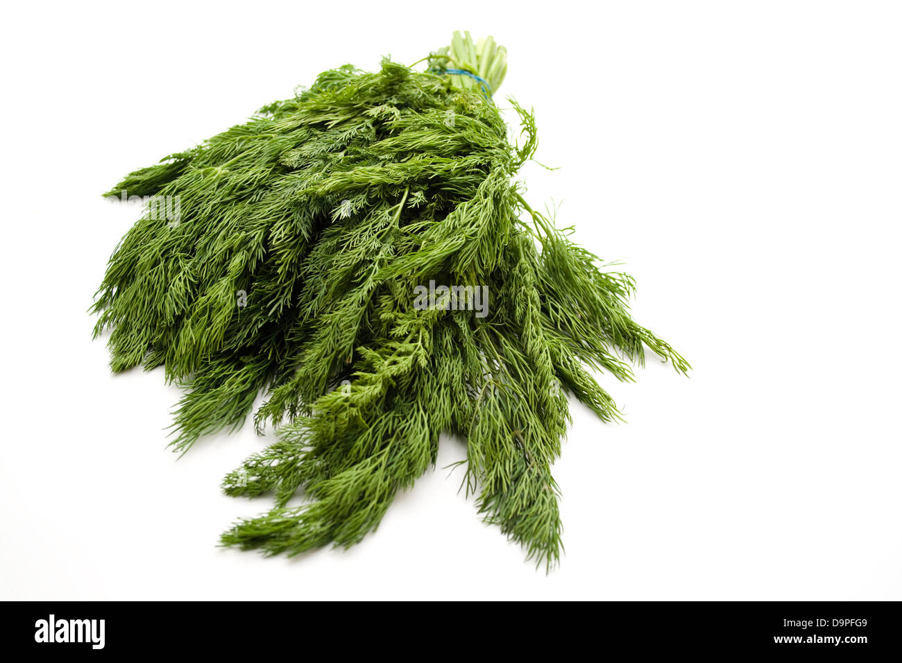 Aneth sur fond blanc Banque de photographies et d’images à haute ...
