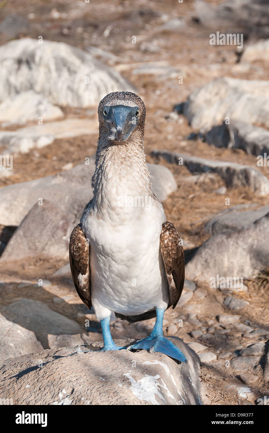 Pieds nus aux pieds bleus Banque de photographies et d’images à haute ...