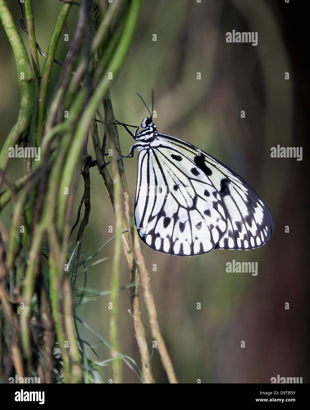 Papillon Nymphe Arbre Blanc Banque d'image et photos - Alamy