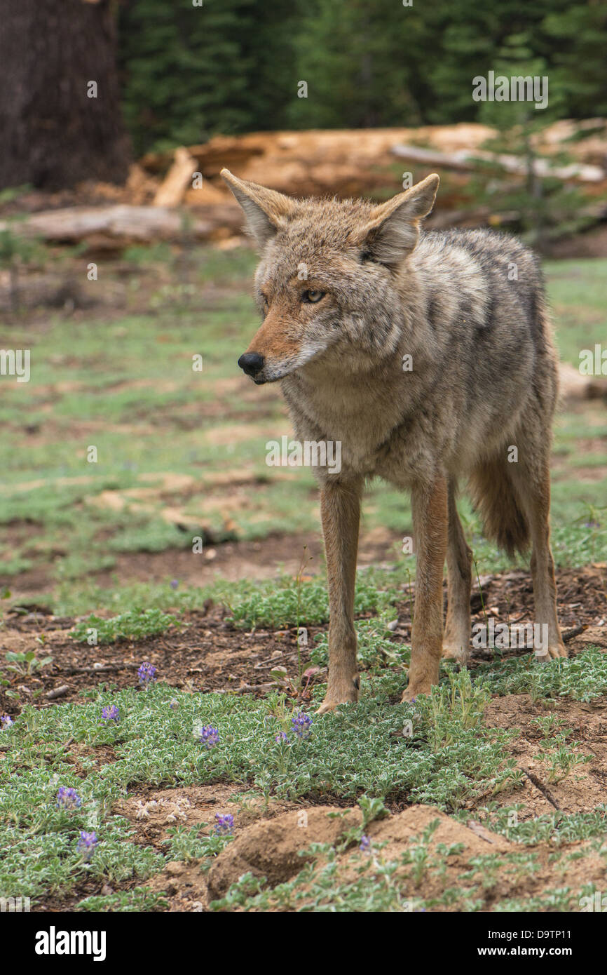 Coyote dans les bois Banque de photographies et d’images à haute ...