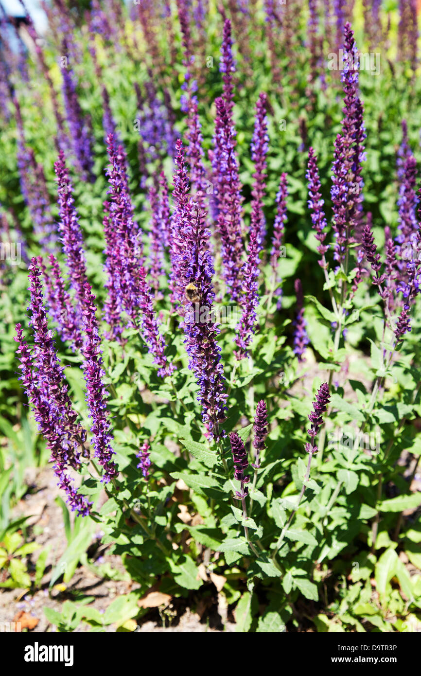 Salvia x superba Banque de photographies et d’images à haute résolution ...