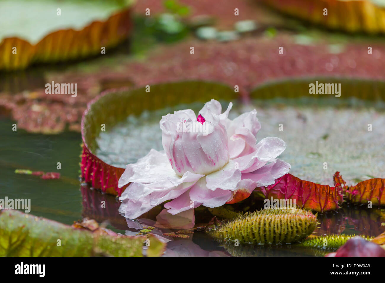 Victoria Amazonica Regia water lilly fleur et lilly pad Photo Stock - Alamy