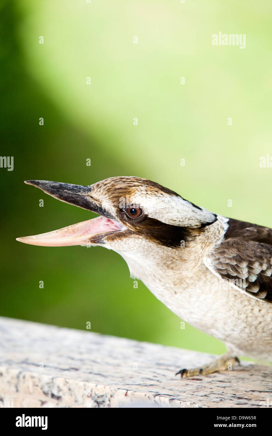 Faune australienne Banque de photographies et d’images à haute ...
