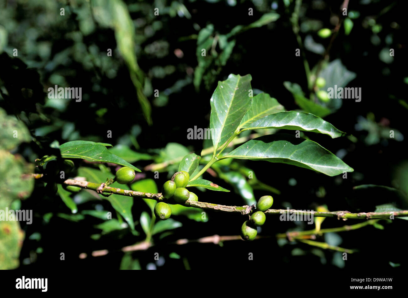 Zeghe peninsula Banque de photographies et d’images à haute résolution ...