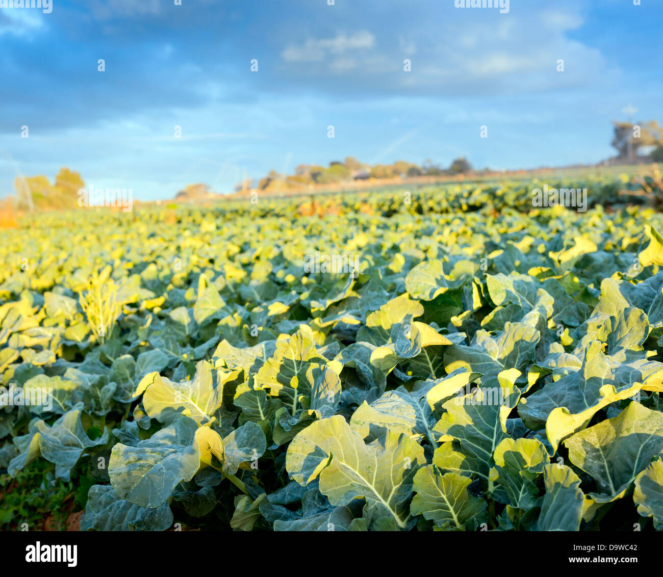 Laitue agricole Banque de photographies et d’images à haute résolution ...