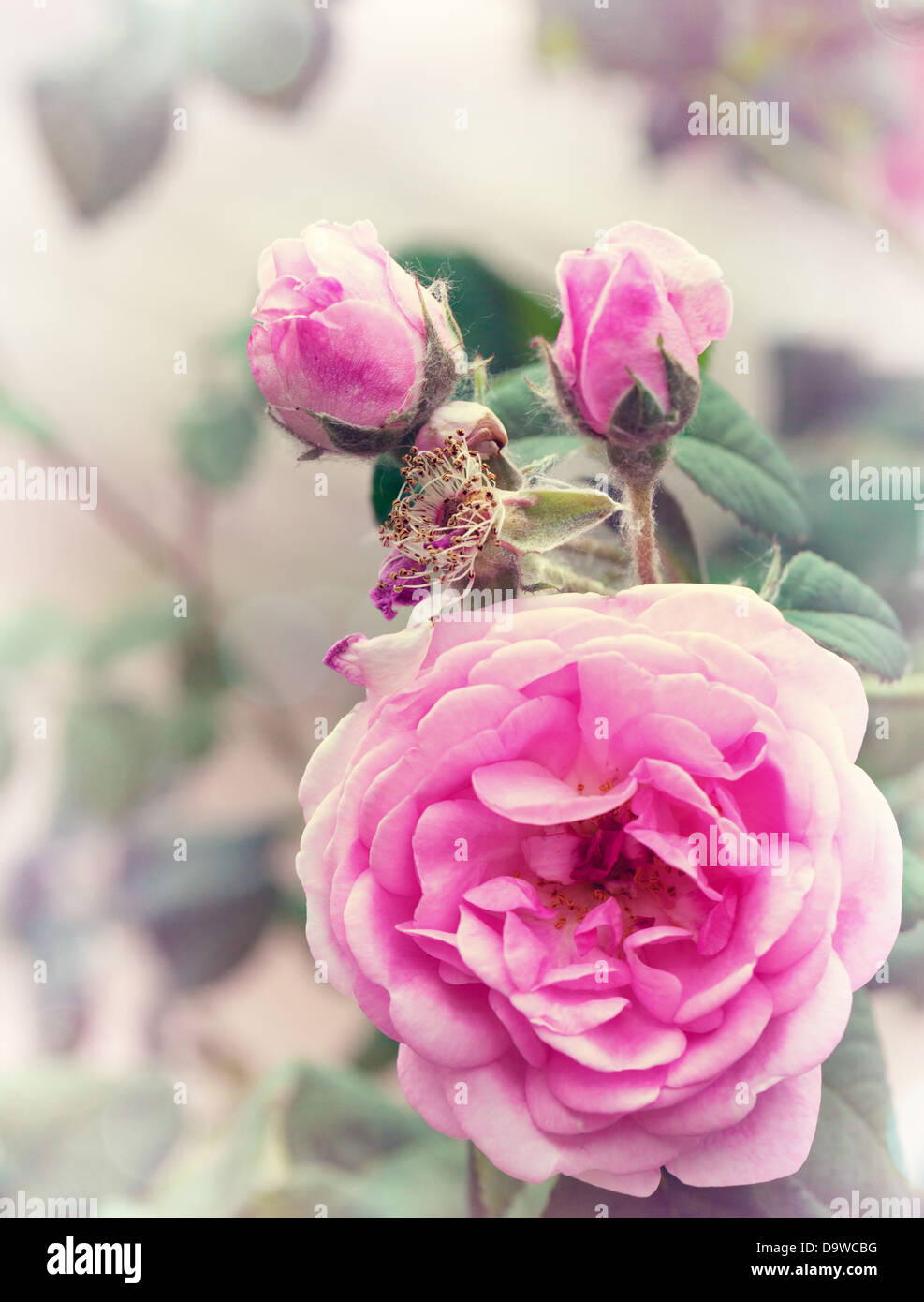 Carte rose Banque de photographies et d’images à haute résolution - Alamy